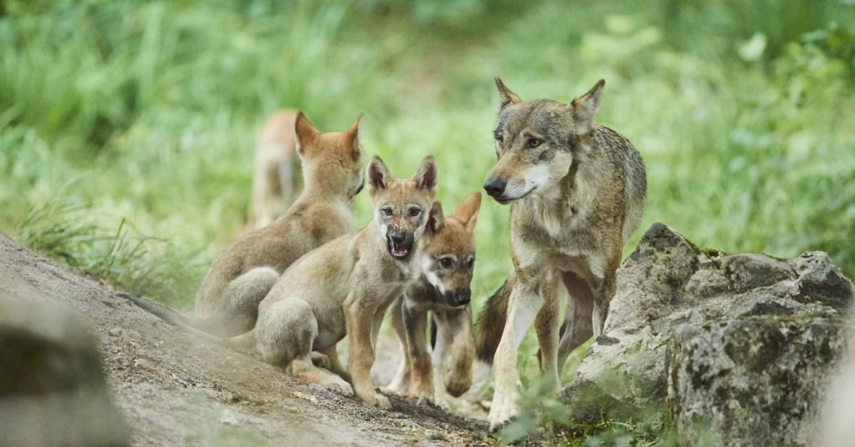 Wolf voelt zich thuis in Nederland: explosieve groei in deze gebieden | Hart van Nederland