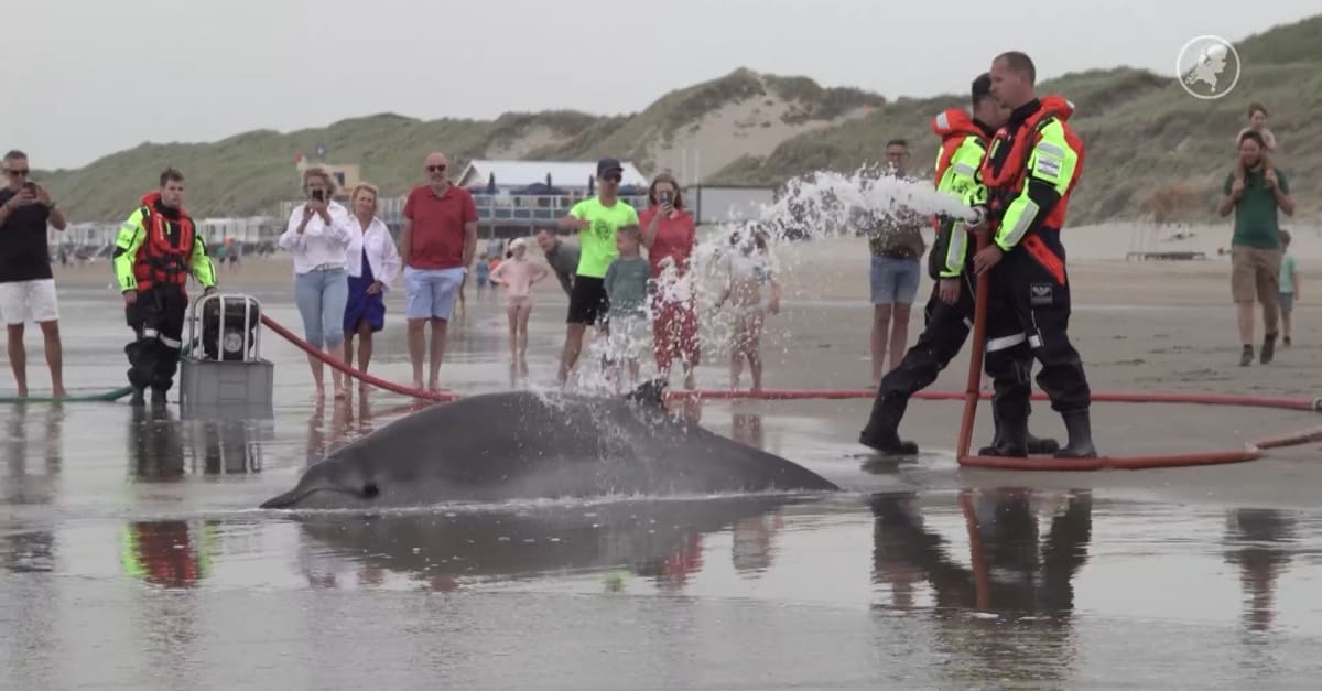 Twee spitssnuitdolfijnen aangespoeld op het strand van Heemskerk