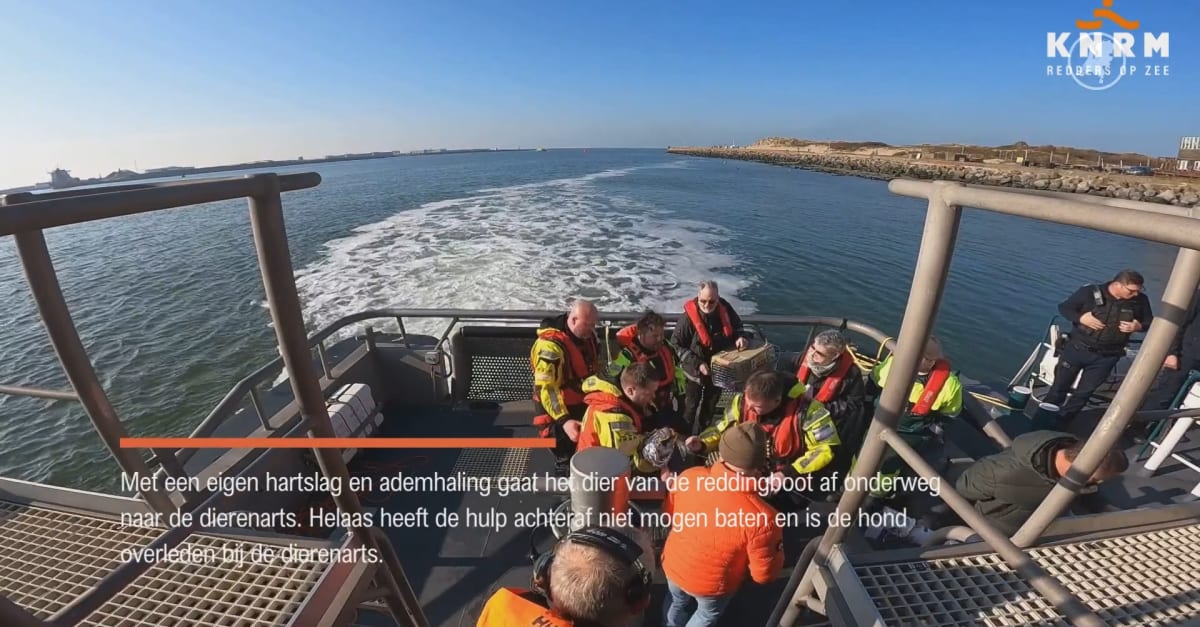 Hond overleden na sprong van pier in ijskoude zee bij Velsen-Noord ...