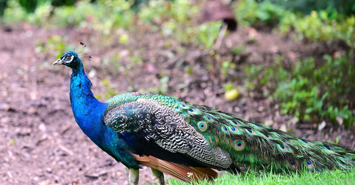 Beroemde pauw ‘Famous’ ontsnapt en laat zich niet zomaar vangen | Hart ...