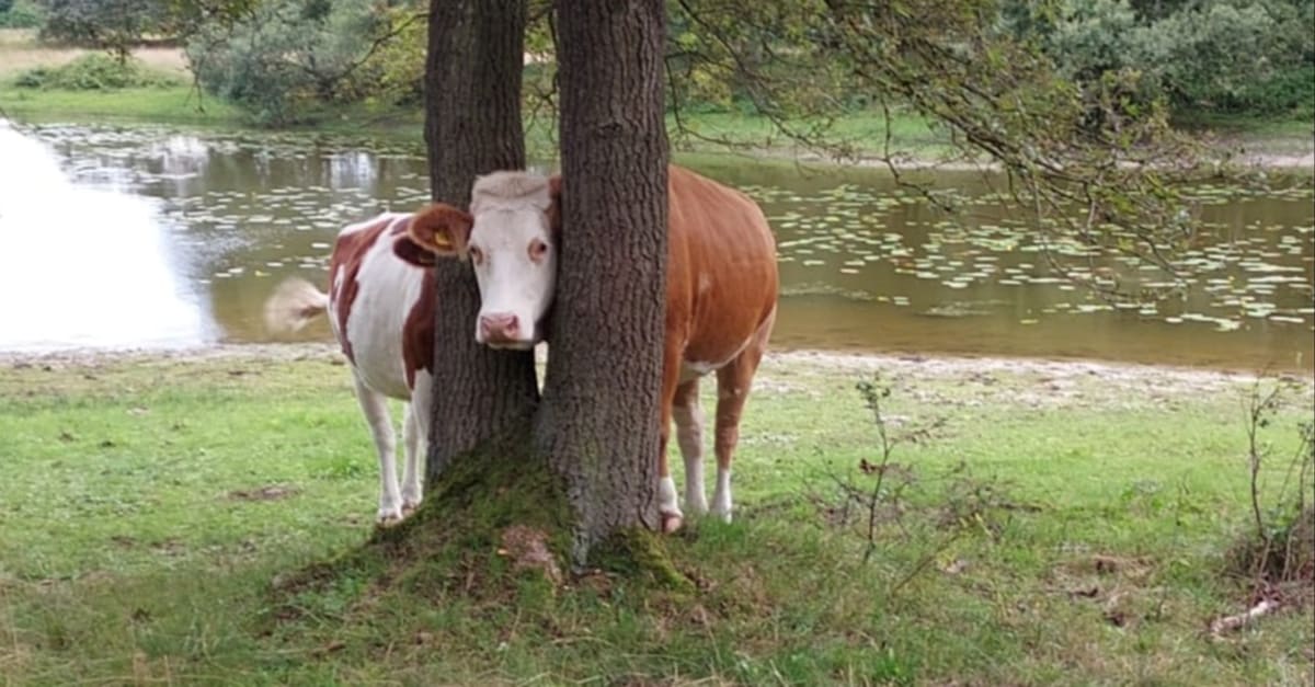 Koe zit met kop muurvast tussen twee bomen, dierenambulance schiet te ...