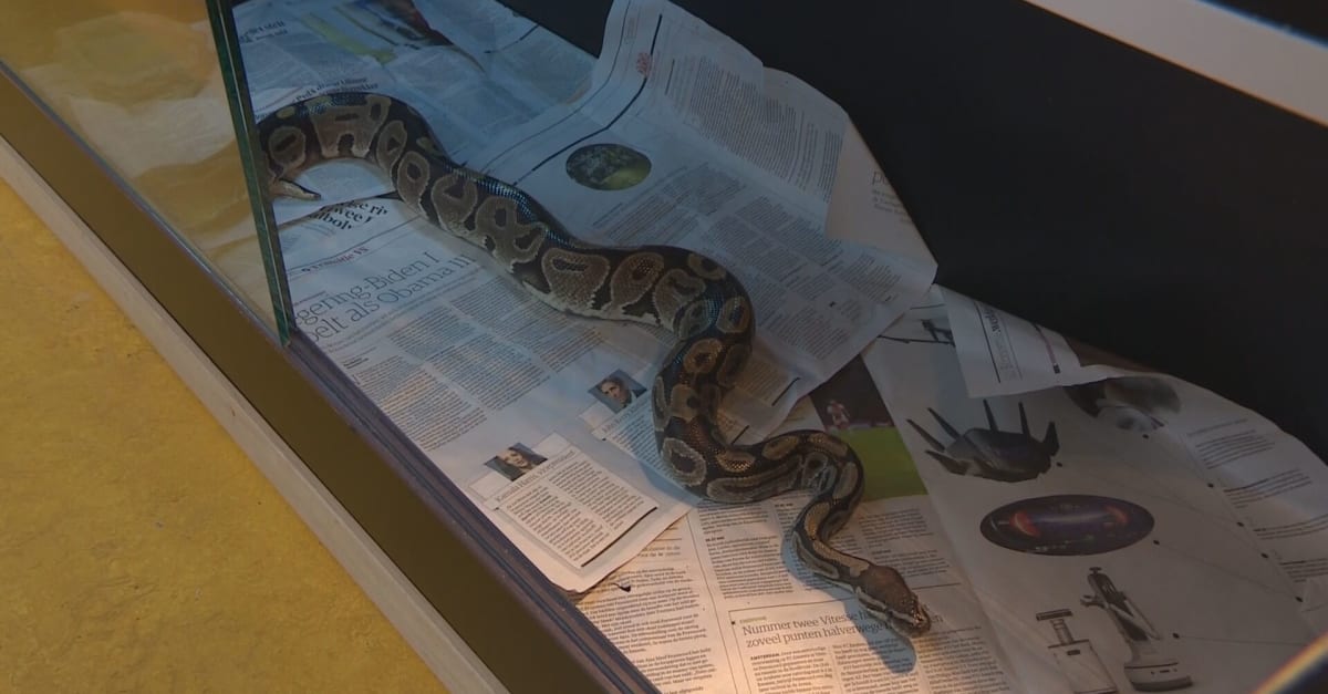 Agenten vinden enorme koningspython in dashboard: 'Zich rot geschrokken ...