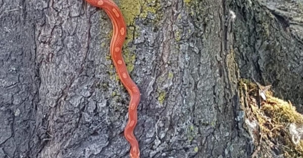 Utrechters schrikken van ontsnapte Amerikaanse rattenslang: wie is er ...