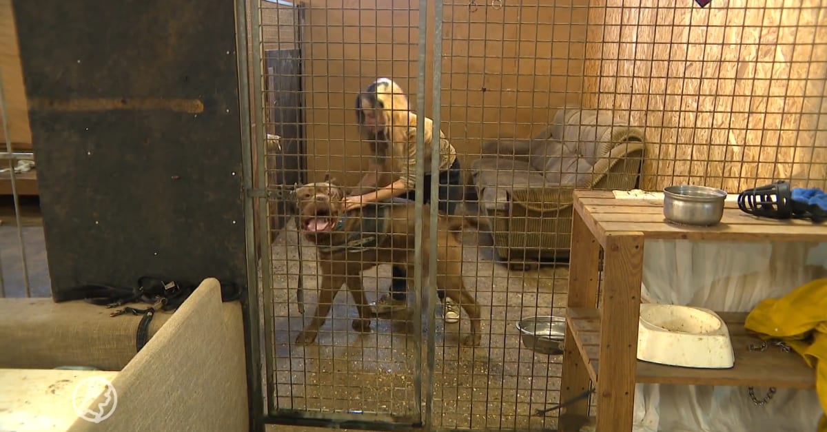 Nieuwe baasjes vinden voor vechthonden is lastig: 'Baasjes vaak niet ...