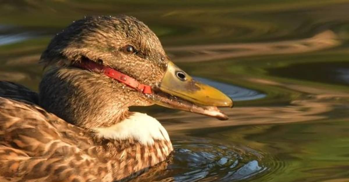 Onvangbare eend zwemt wekenlang rond met tiewrap om snavel en kop ...