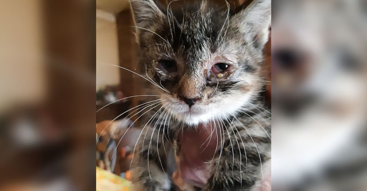 Dierenpolitie vindt 25 verwaarloosde katten in zwaar vervuilde woning ...