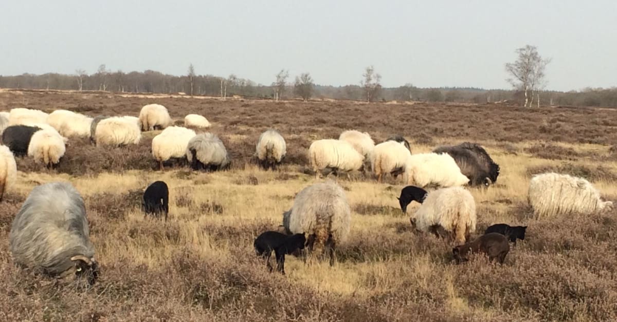 Rammetje rampetampt er lustig op los: babyboom in Drentse schapenkudde ...