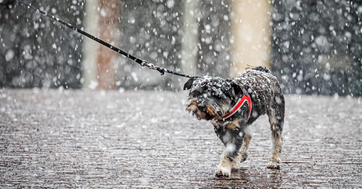 Herfstweer op komst: guur weer met regen, hagel en mogelijk eerste ...