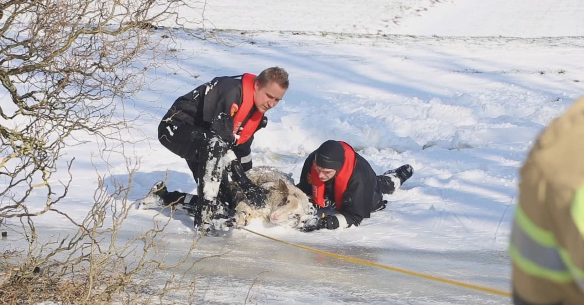 Dierenambulance doet aangifte tegen boer na dood zwaar onderkoeld ...
