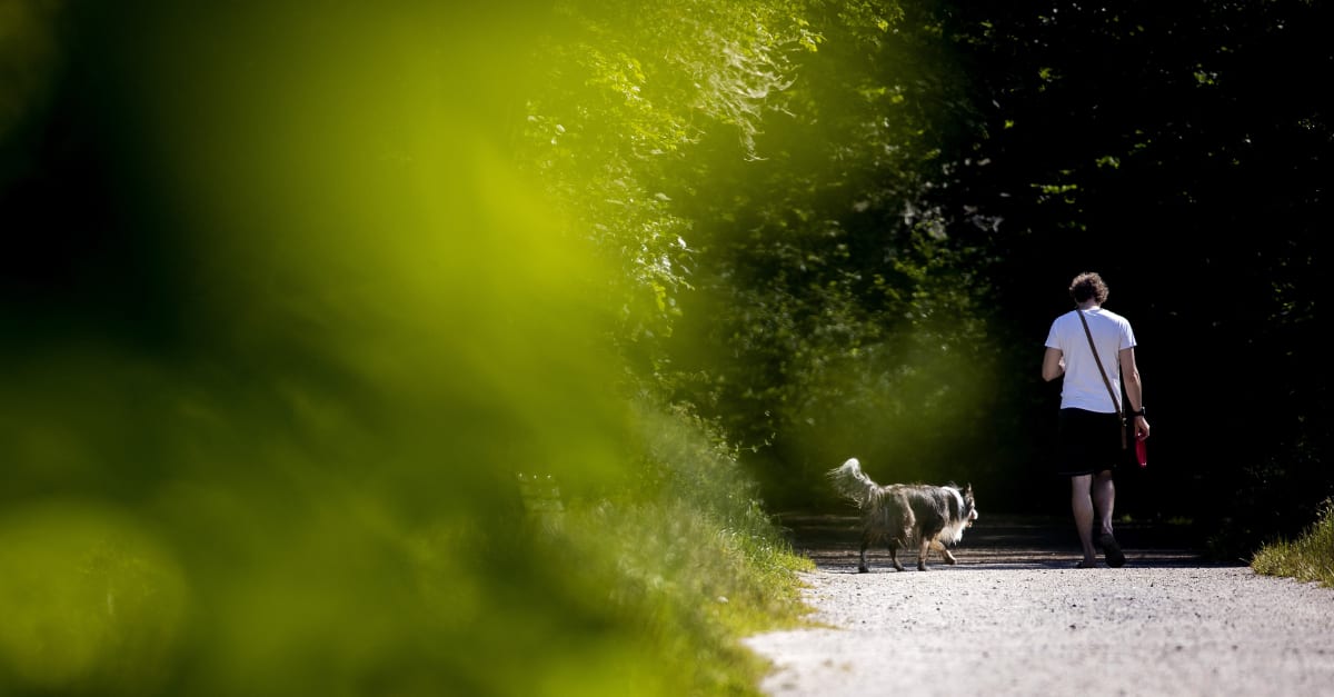 Hond raakt buiten bewustzijn na eten menselijke poep in park | Hart van ...