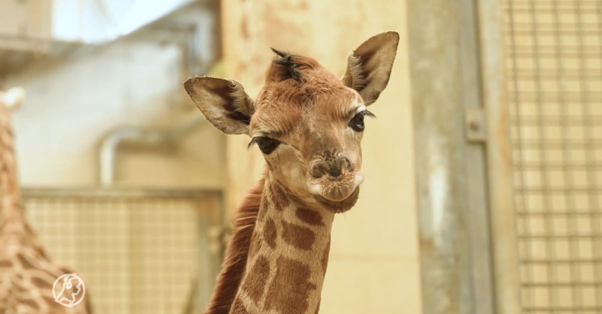 ZIEN: Verzorgers Burger' Zoo verrast door geboorte zeldzame giraffe | Hart van Nederland