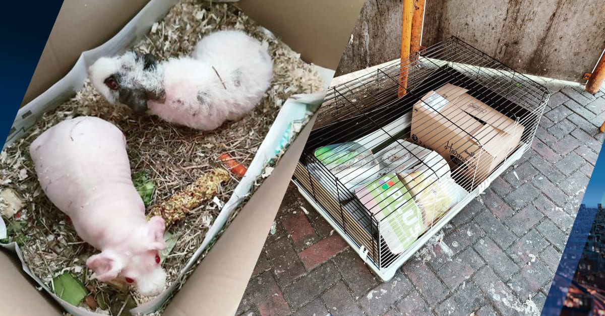 Twee cavia's gedumpt bij grofvuil: 'Hun gepiep heeft ze gered' | Hart van Nederland