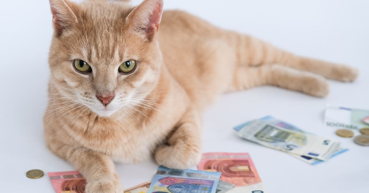 Waakhond start onderzoek naar veel te hoge rekeningen dierenartsen ...