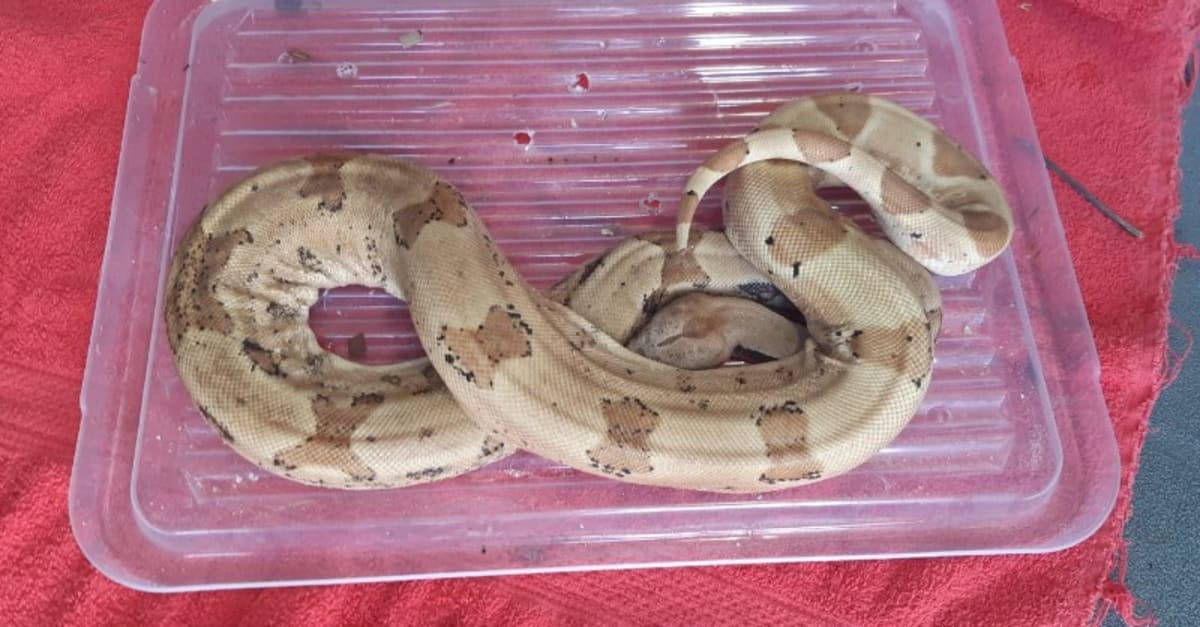 Mysterie in Beverwijk: van wie is deze wurgslang? | Hart van Nederland