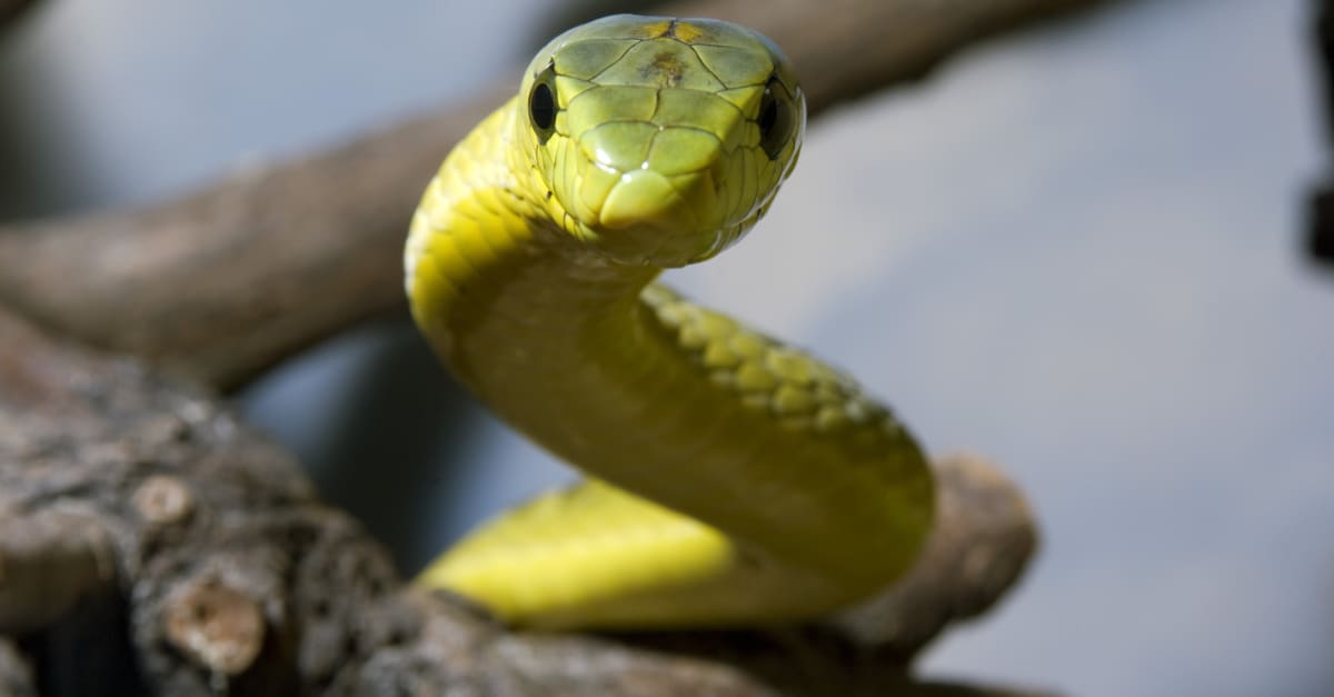 Groene mamba los in Tilburg: wat doe je als je een giftige slang ziet ...