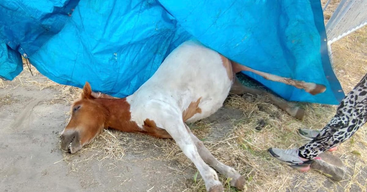 Grote zorgen om 'verwaarloosde paarden' in Haarsteeg, merrie lag dood ...