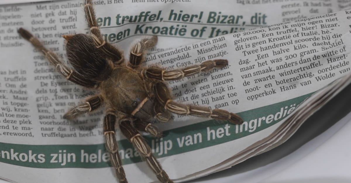 Bewoner Den Haag schrikt zich rot door enorme harige spin in ...