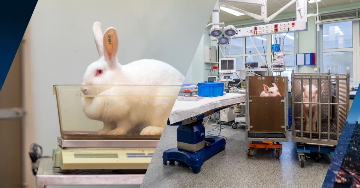 Dierproefvrije toekomst? Innovaties tonen potentieel maar er is nog ...