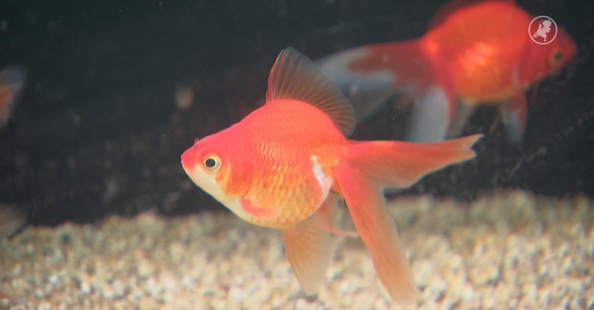 Gedumpte goudvissen bedreigen Nederlandse natuur | Hart van Nederland