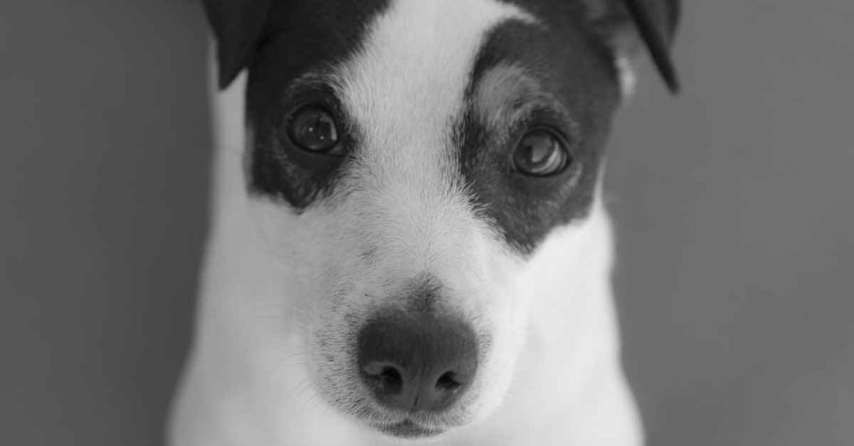 Haastige vrouw rijdt uur lang met aangereden hond Charlie in haar ...