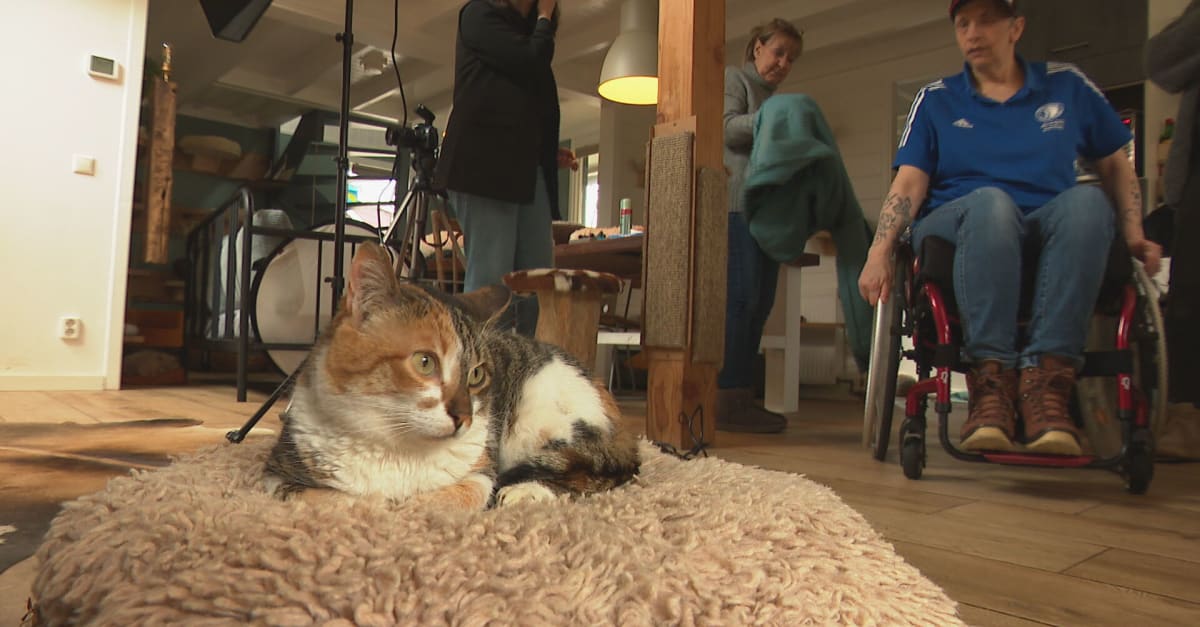 Gehandicapte katten en mensen samen op de foto voor kalender | Hart van ...