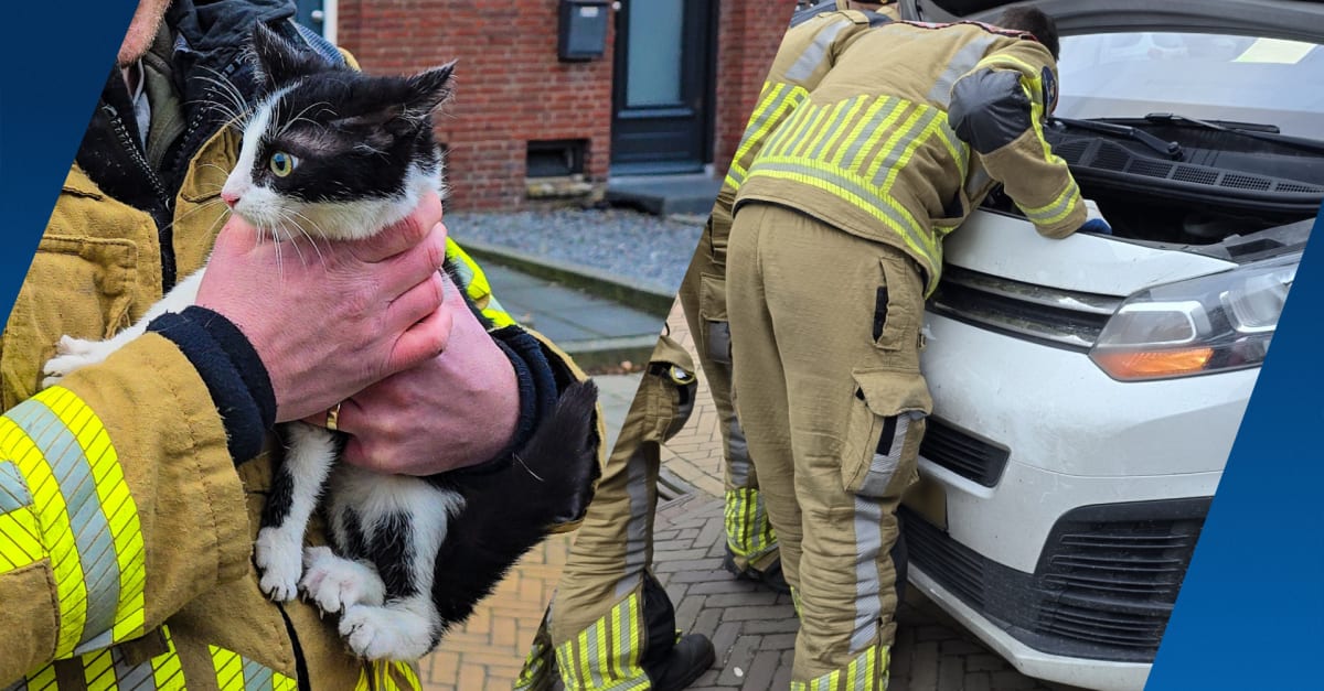 Kat lift mee onder motorkap, brandweer weet beestje te redden | Hart ...