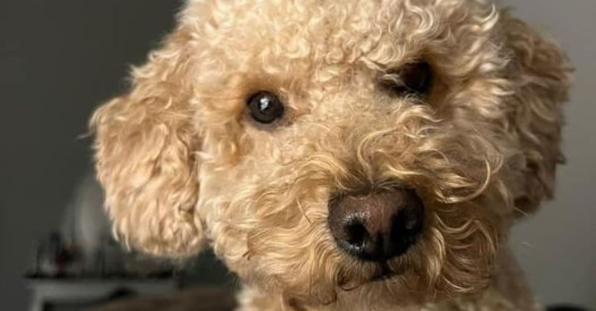 Jonge dwergpoedel Wolfje doodgebeten door roedel husky's, 'niet eerste ...