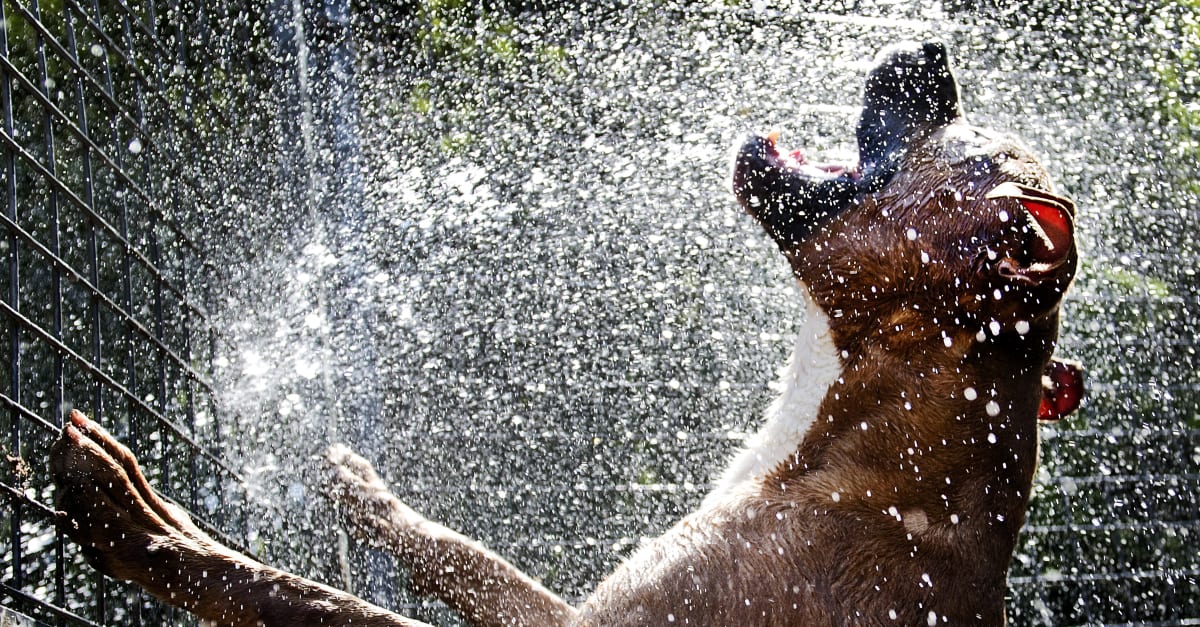 Veel meldingen over dieren in hitte bij meldpunt 144 | Hart van Nederland