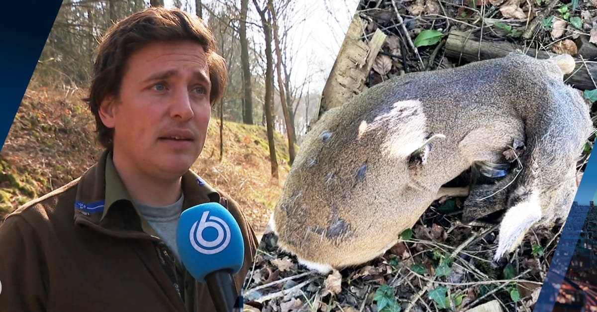 Reeën dood ingejaagd door loslopende honden: 'Een verschrikkelijke dood ...