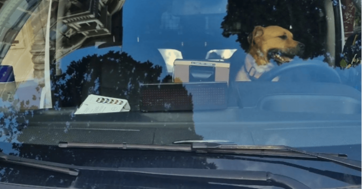 Politie bevrijdt hond uit snikhete auto in Amsterdam: 'Stond in volle ...