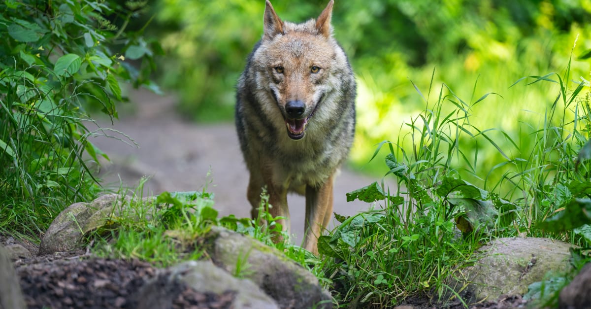 Hond die wolf tegenkwam bij Zeist heeft tóch een bijtwond | Hart van ...