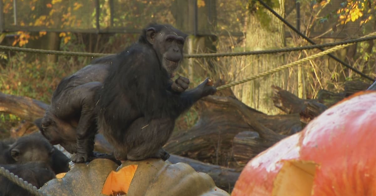 ZIEN: Chimpansees smullen van gigantische pompoenen als bijzonder ...