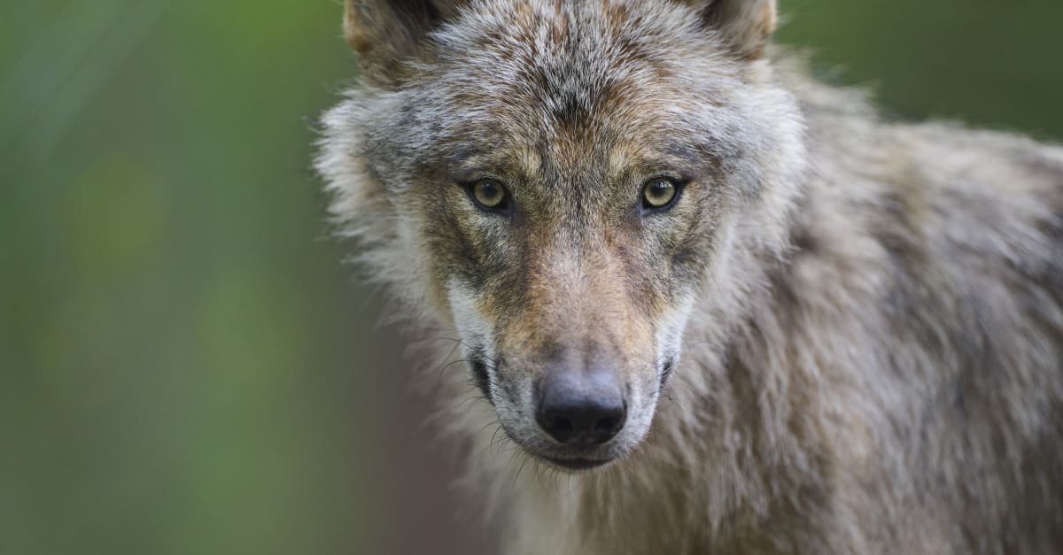 'Kind gebeten en meegesleurd door wolf in Utrechts bos' | Hart van ...