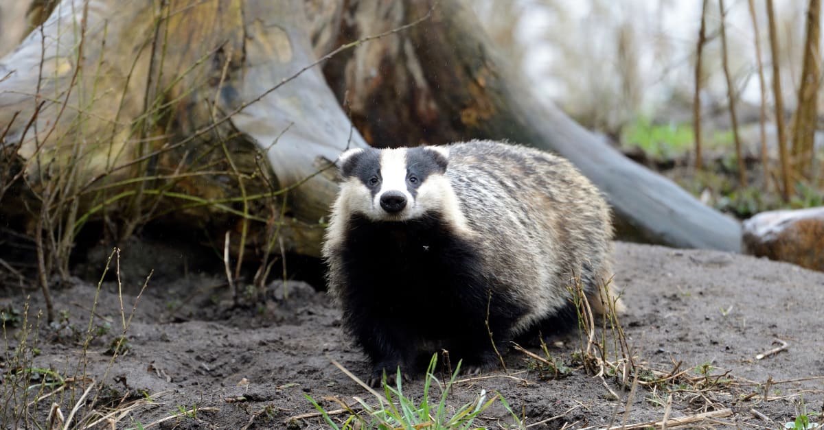 Das balen: dassen ontregelen treindienst in Friesland | Hart van Nederland