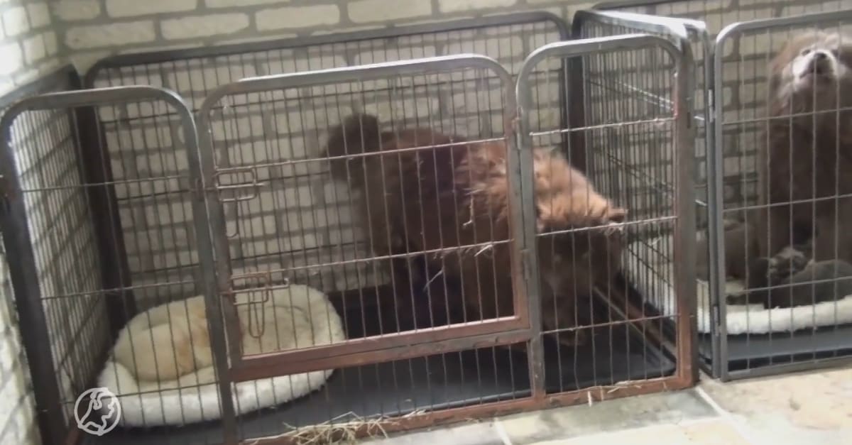 Broodfokker Deurne niet in hoger beroep en kan maandenlange ...