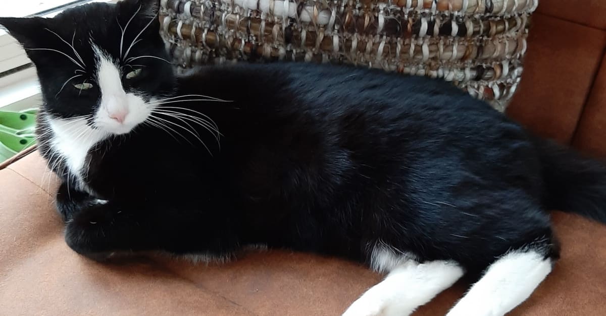 Pension geeft Alexandra verkeerde kat mee naar huis, waar is Sammy ...