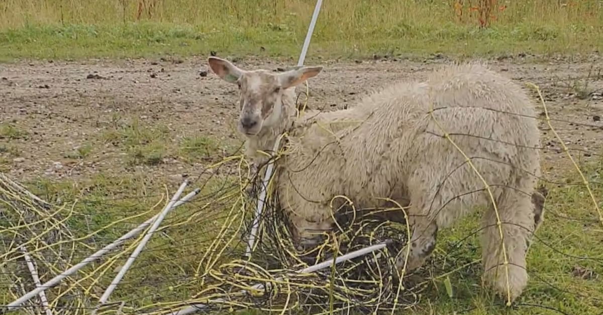 Voedsel in de poep en kreupele dieren: NVWA stopt Zuid-Hollandse ...