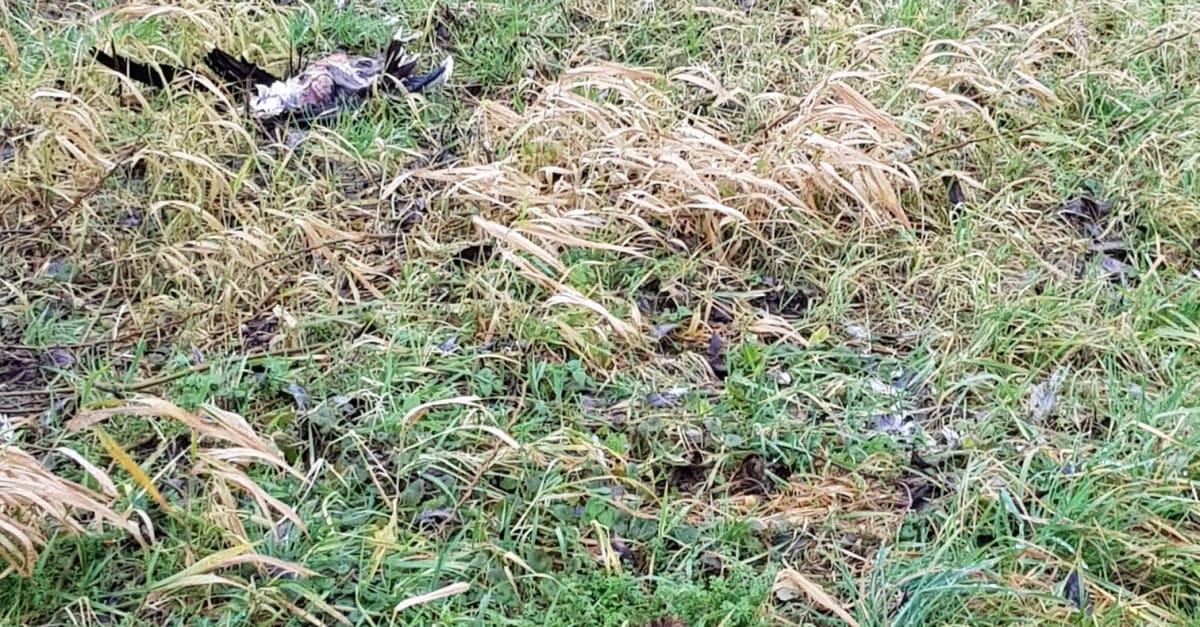 Tientallen ganzen opengesneden en gedumpt in Megen | Hart van Nederland