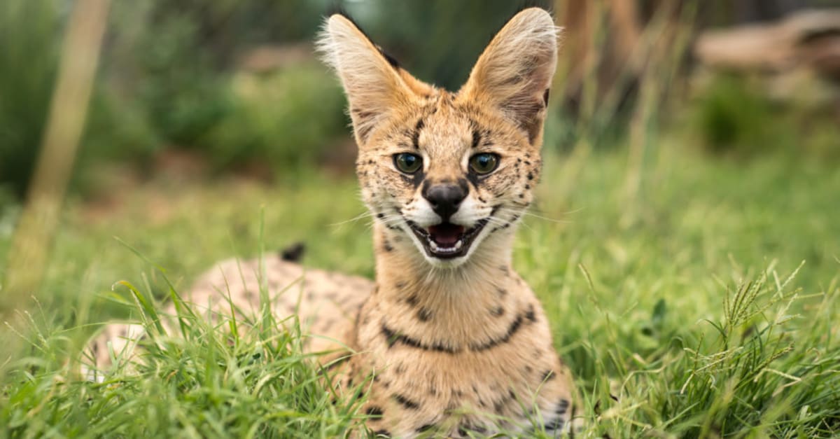 'Servals zijn te houden als huisdier maar zorg voor een veilige ...