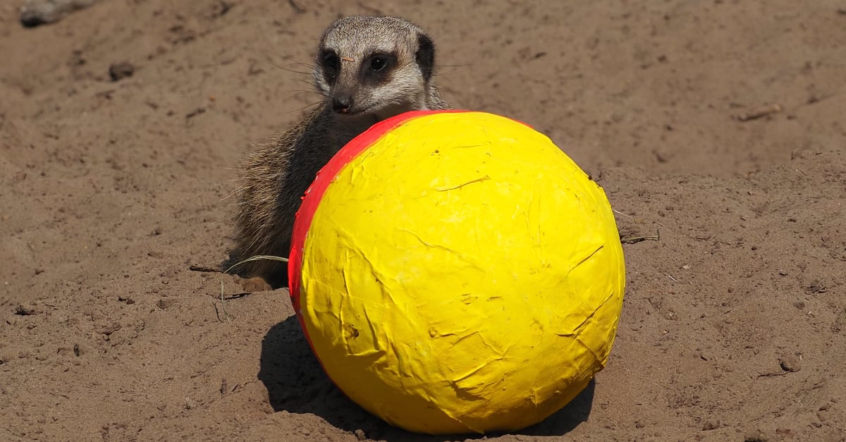 Dieren in Safaripark Beekse Bergen krijgen bijzondere paastraktatie | Hart van Nederland