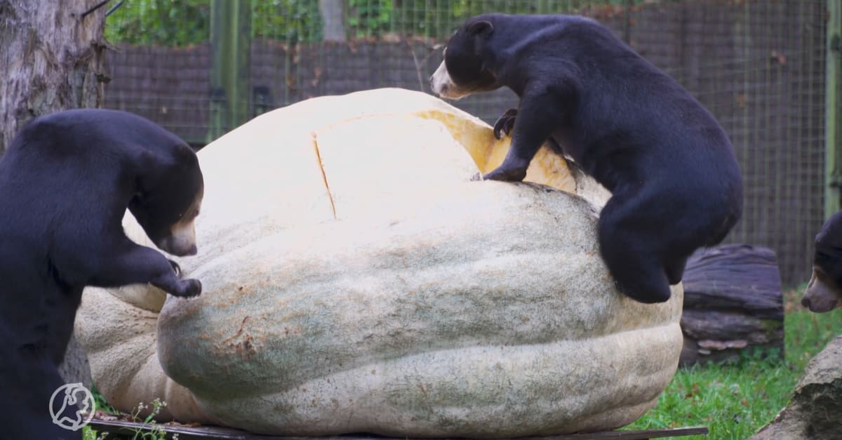 Grootste witte pompoen dit jaar eindigt als feestmaal voor beren ...