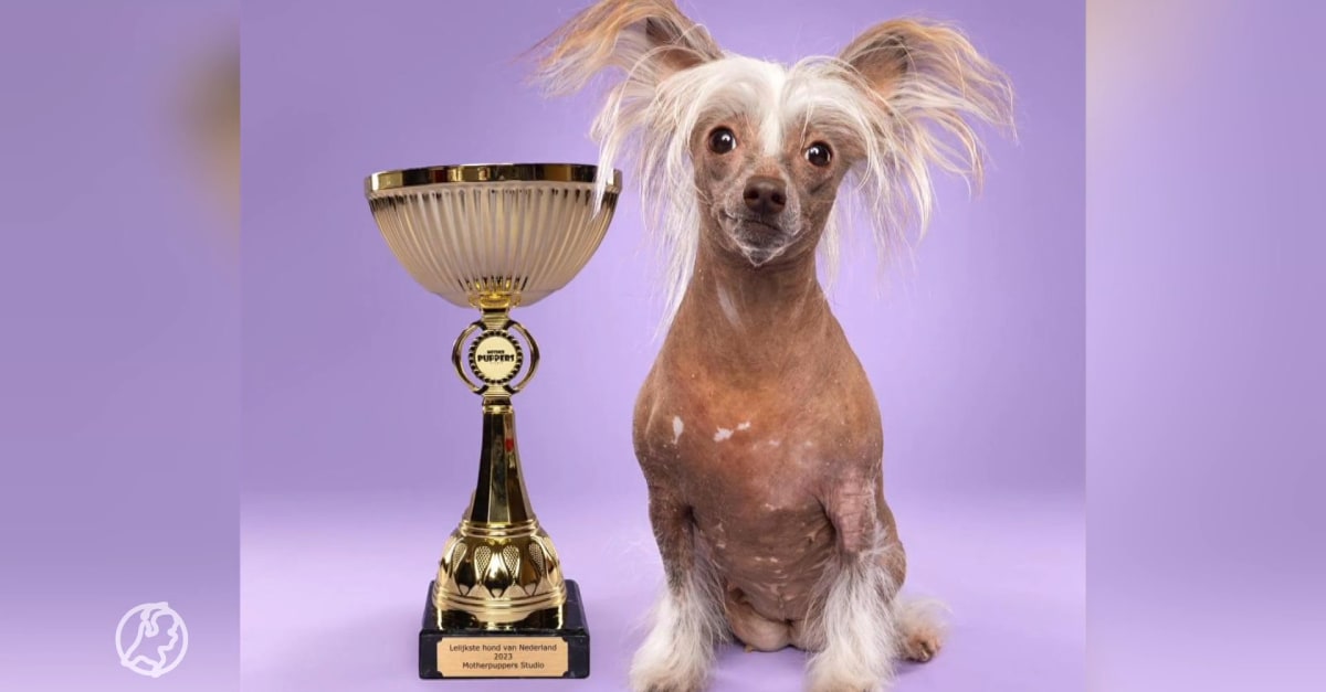 Dit is de lelijkste hond van Nederland (die daarmee een mooie prijs ...