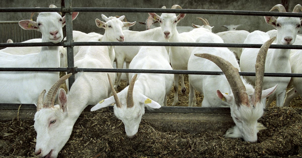 Tientallen gevallen van chronische Q-koorts ontdekt bij onderzoek ...