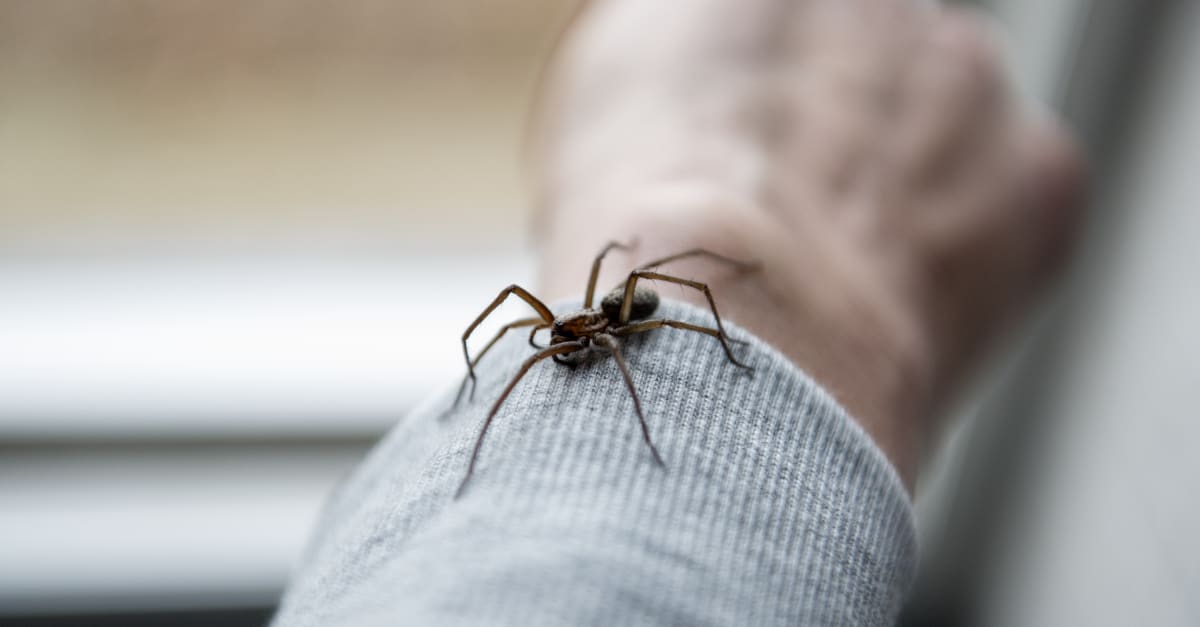 Kruipen spinnen écht in je mond ’s nachts? De feiten op een rij | Hart ...