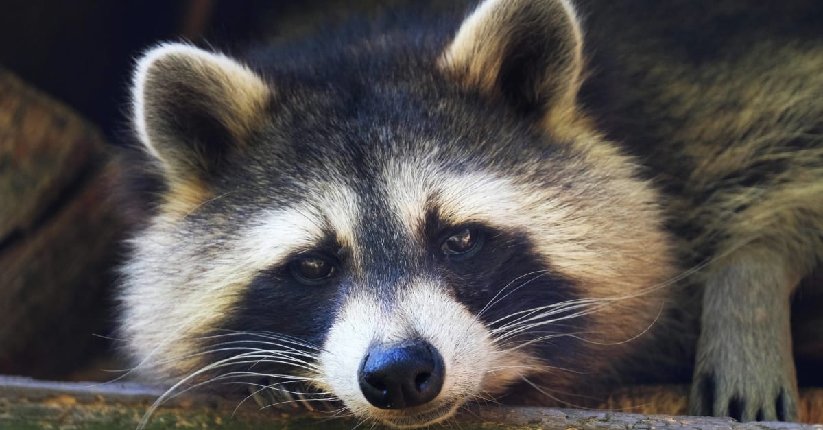 Zoektocht naar wasberen die uit AquaZoo ontsnapten gestaakt | Hart van ...