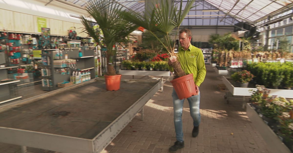 Tuincentra zitten aan de grond door sluiting: 'Over een paar weken kan ...