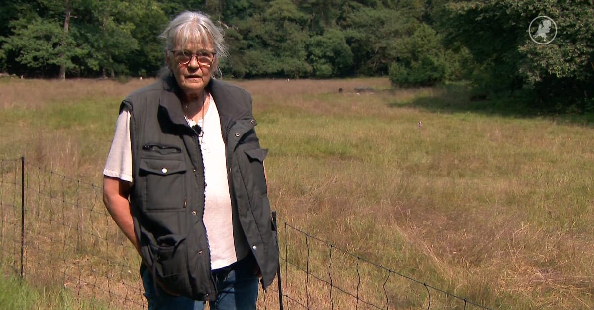 Goed nieuws voor herder Mieke: al haar schapen weer terecht | Hart van ...