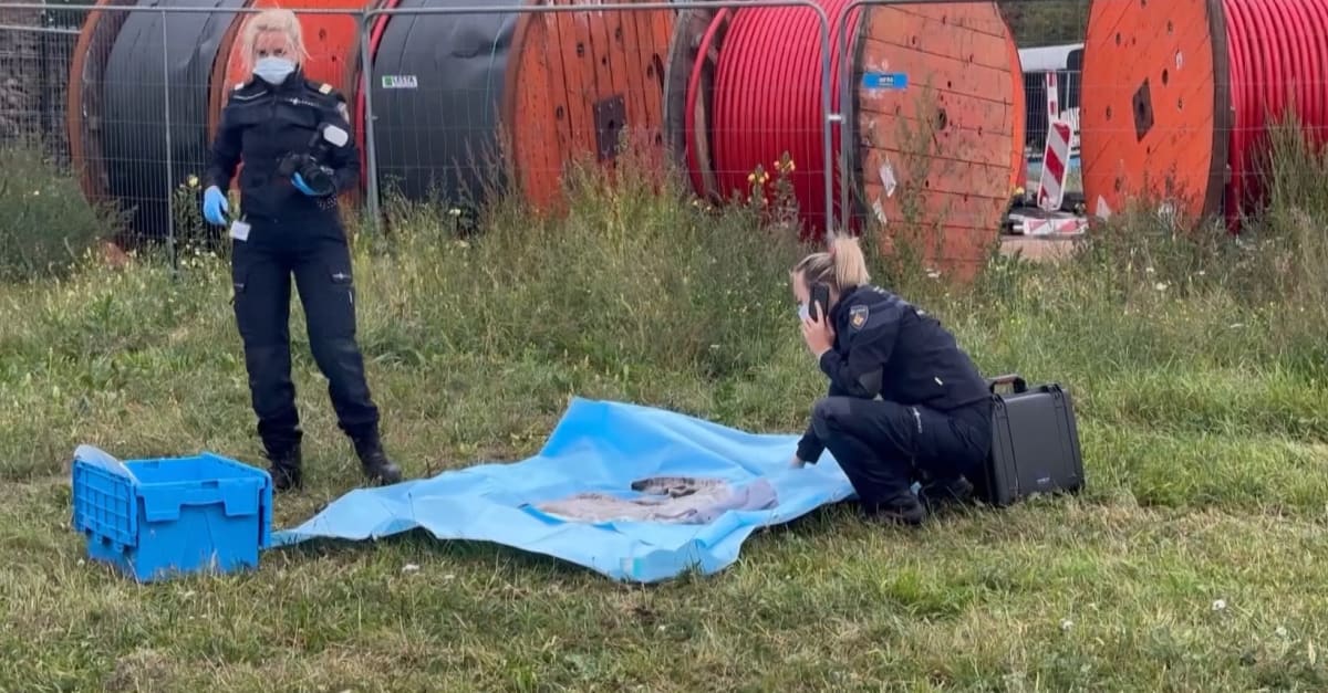 Meisje (17) uit Abcoude door ‘ernstig geweld’ gedood, dader mogelijk op fiets | Hart van Nederland