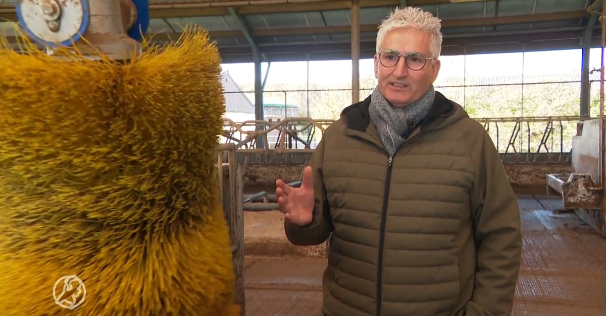 Het is stil in de stal van boer Gert na uitkoop: 'Maar wel veel ...