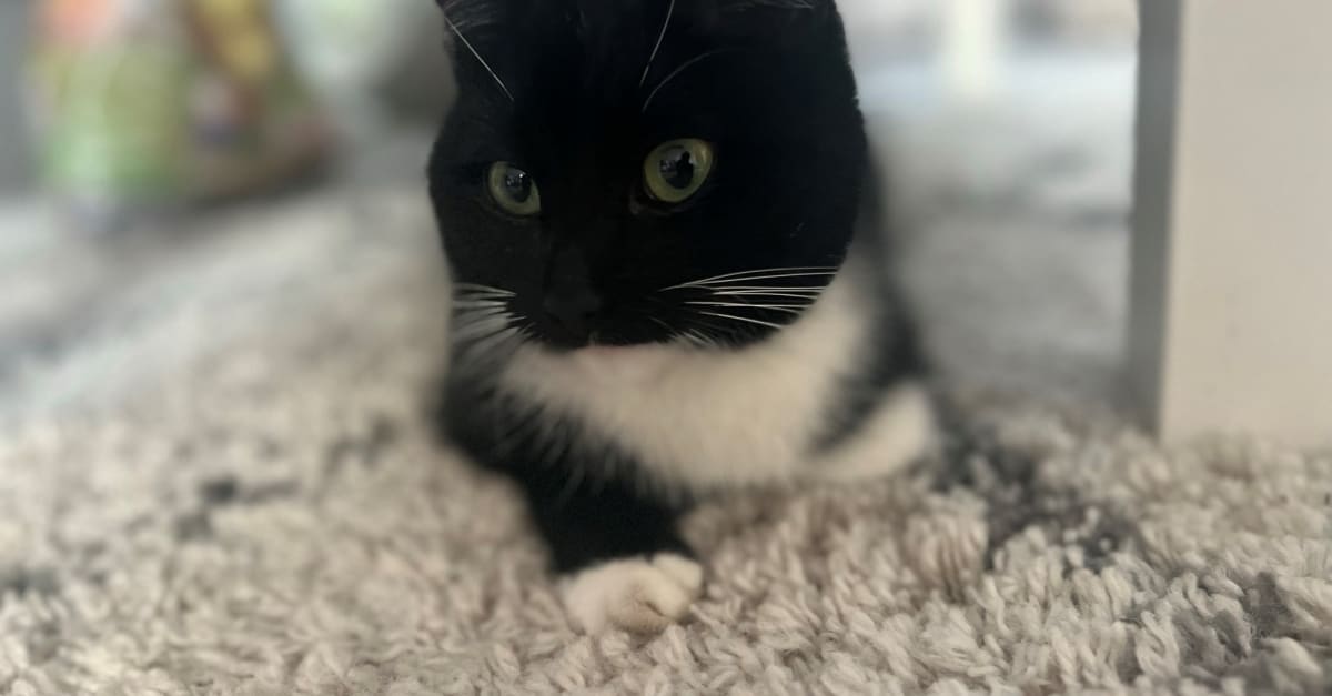 Hoogeveen opgeschrikt door mogelijke kattenhater: zes katten dood in ...